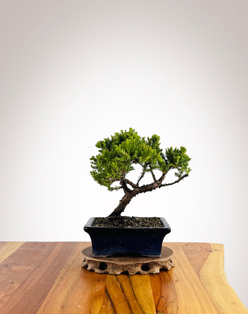 Japanese Juniper (JJ2411027) – MiniGardens Bonsai NZ