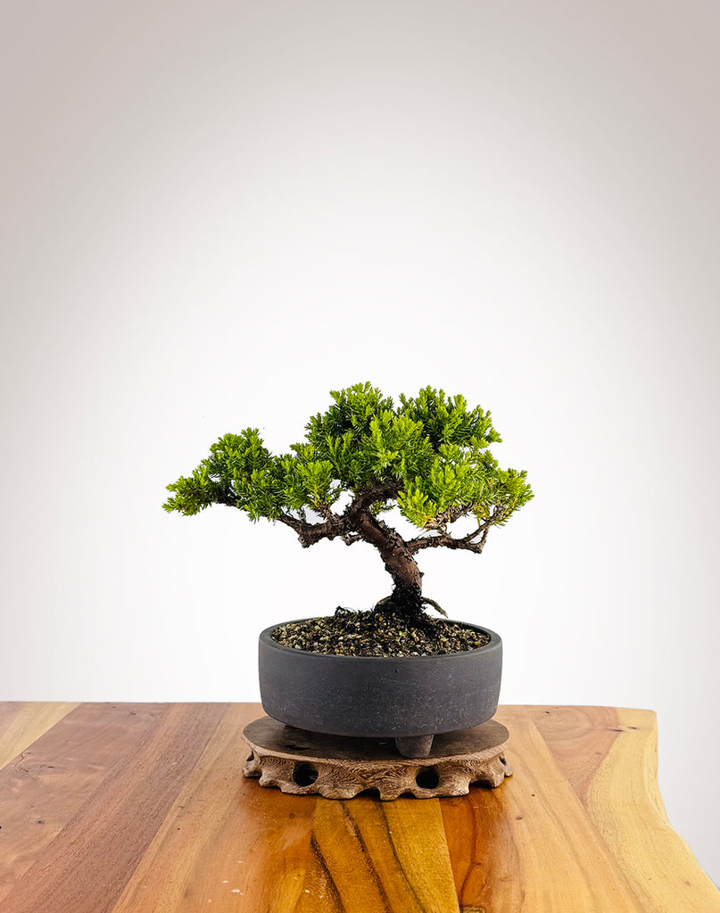 Japanese Juniper (JJ2411031) – MiniGardens Bonsai NZ