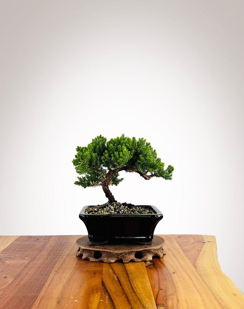 Japanese Juniper (JJ2501001) – MiniGardens Bonsai NZ