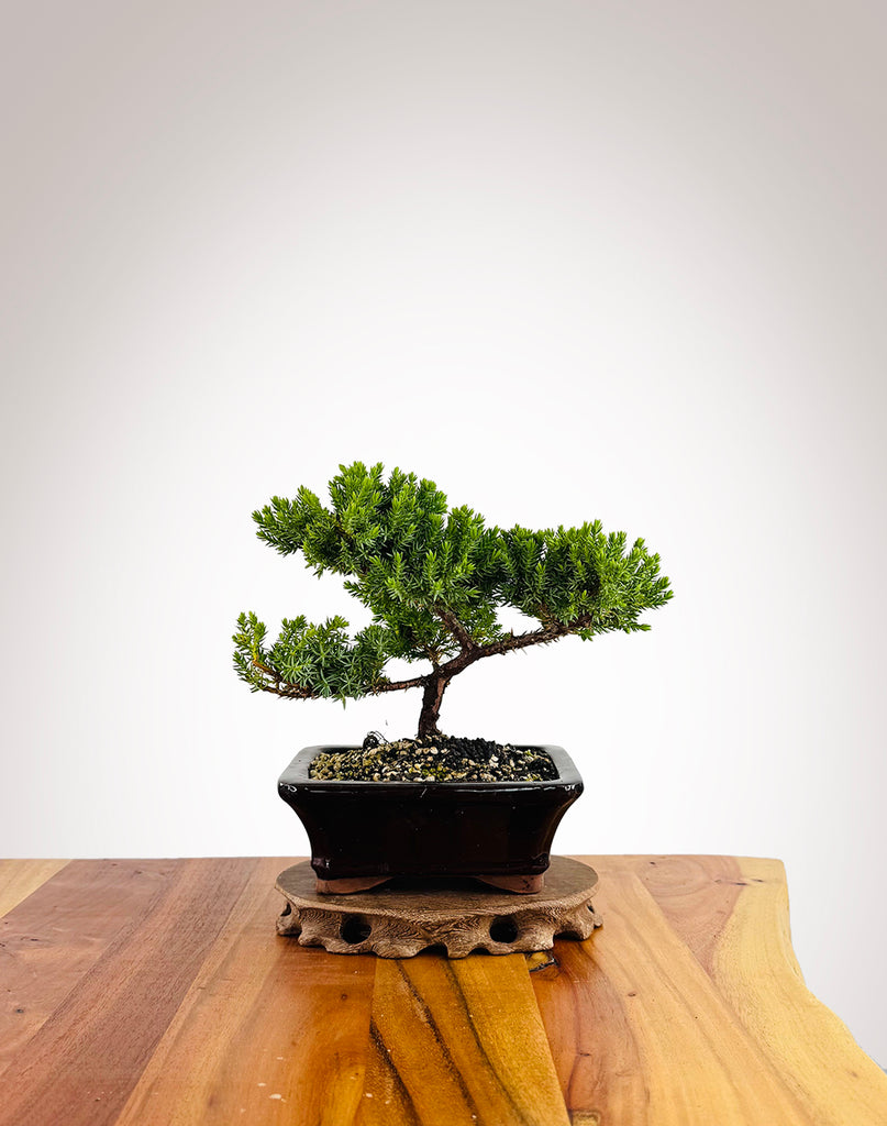 Japanese Juniper (JJ2501002) – MiniGardens Bonsai NZ