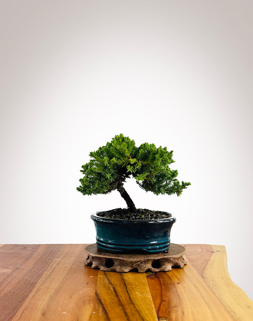 Japanese Juniper (JJ2504002) – MiniGardens Bonsai NZ