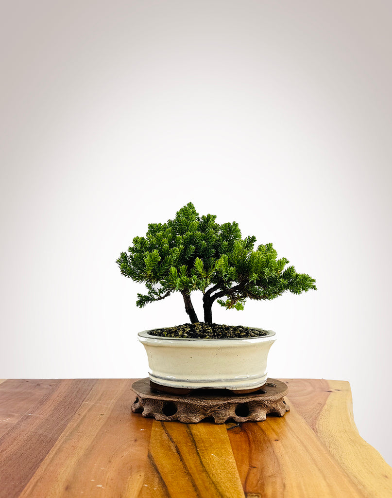 Japanese Juniper (JJ2504005) – MiniGardens Bonsai NZ