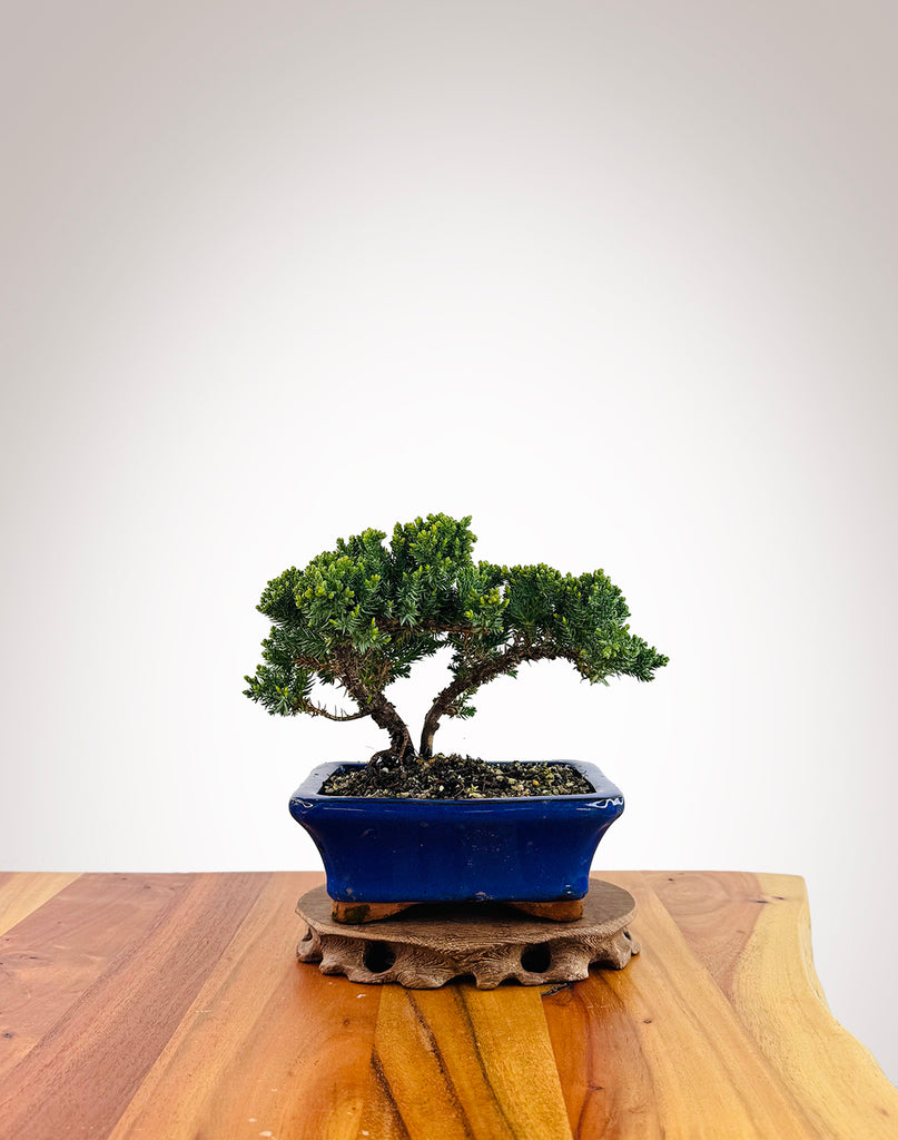 Japanese Juniper (JJ2509003) – MiniGardens Bonsai NZ