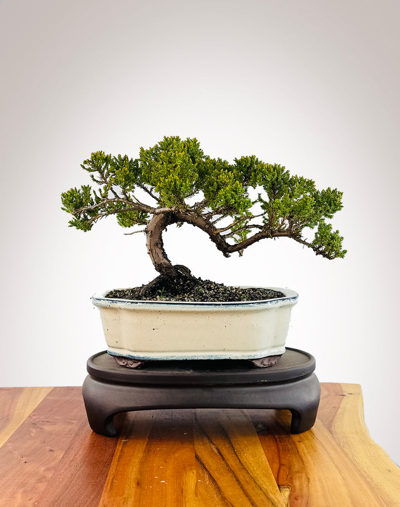 Japanese Juniper (JJ2509021) – MiniGardens Bonsai NZ