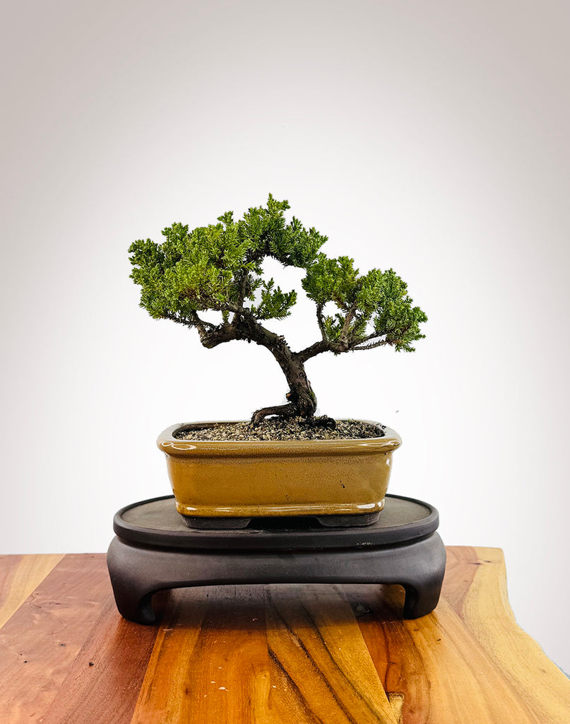 Japanese Juniper (JJ2509033) – MiniGardens Bonsai NZ