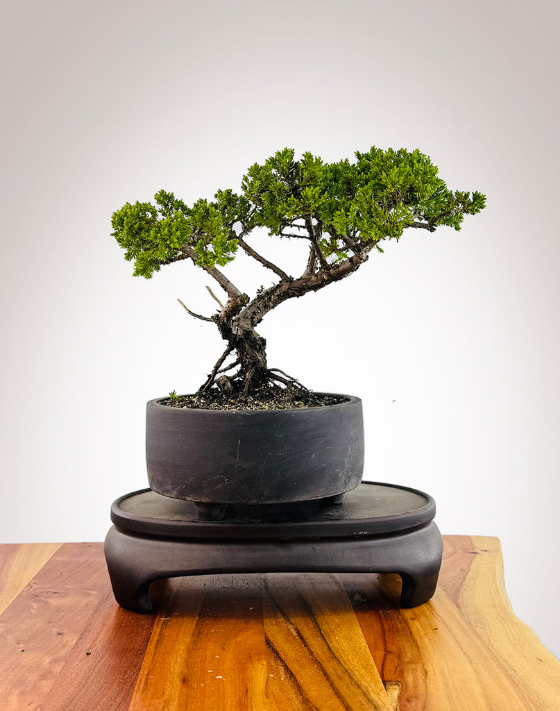 Japanese Juniper (JJ2509035) – MiniGardens Bonsai NZ