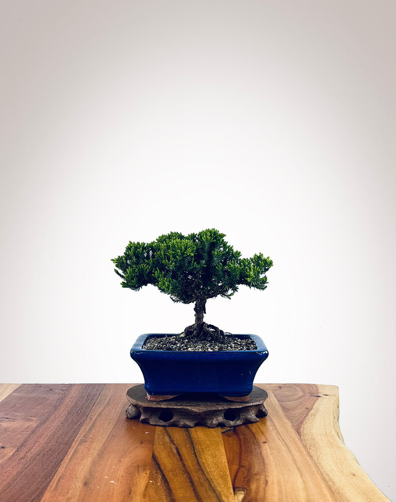 Japanese Juniper (JJ2510003) – MiniGardens Bonsai NZ