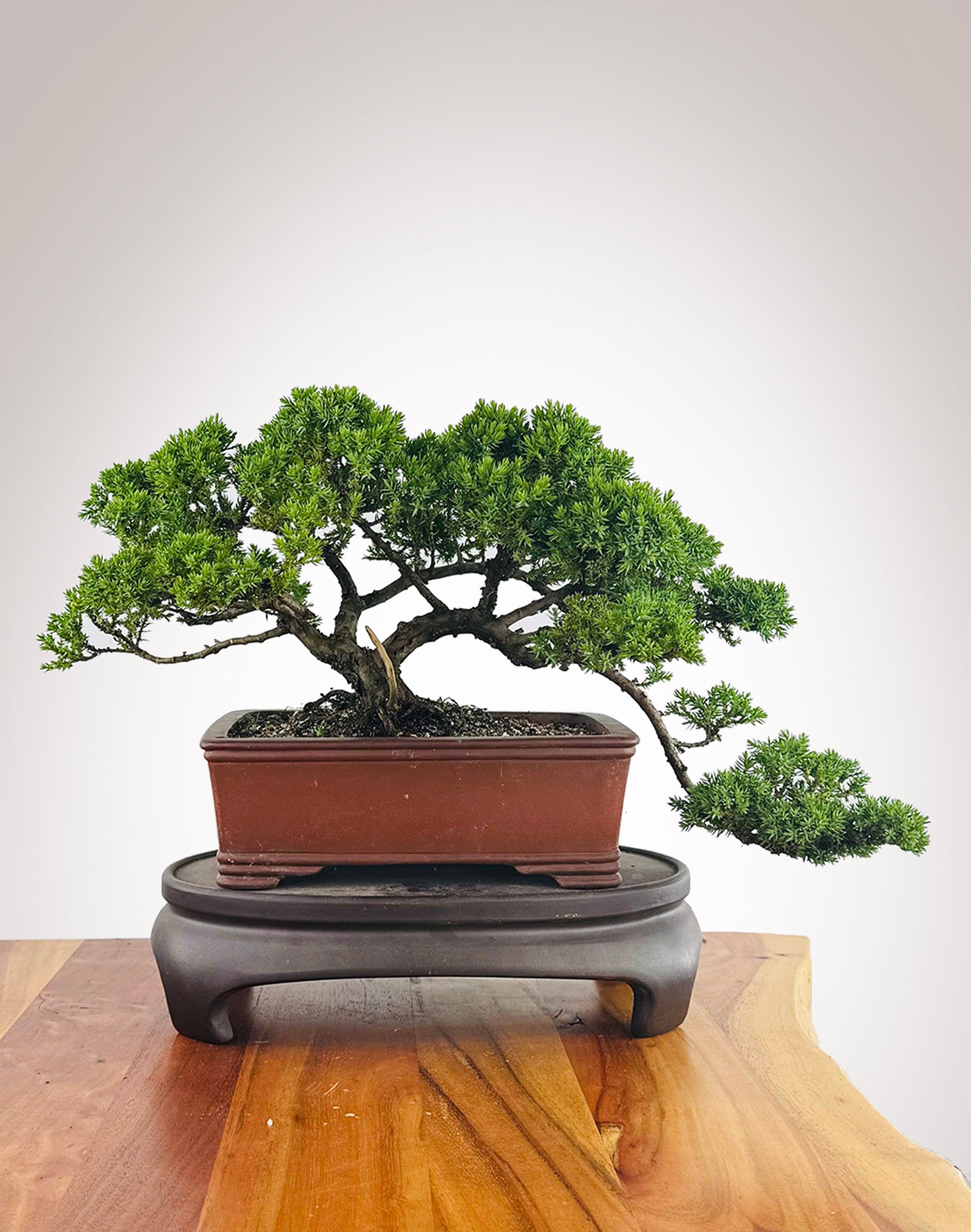 Japanese Juniper (JJ2511004) – MiniGardens Bonsai NZ