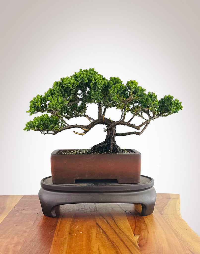Japanese Juniper (JJ2511012) – MiniGardens Bonsai NZ