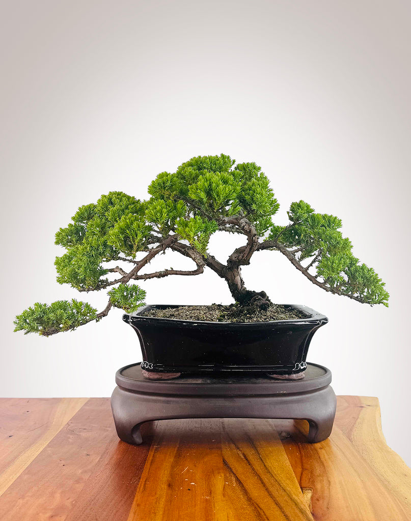 Japanese Juniper (JJ2512008) – MiniGardens Bonsai NZ