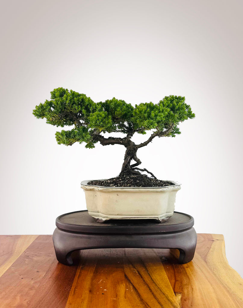 Japanese Juniper (JJ2512016) – MiniGardens Bonsai NZ