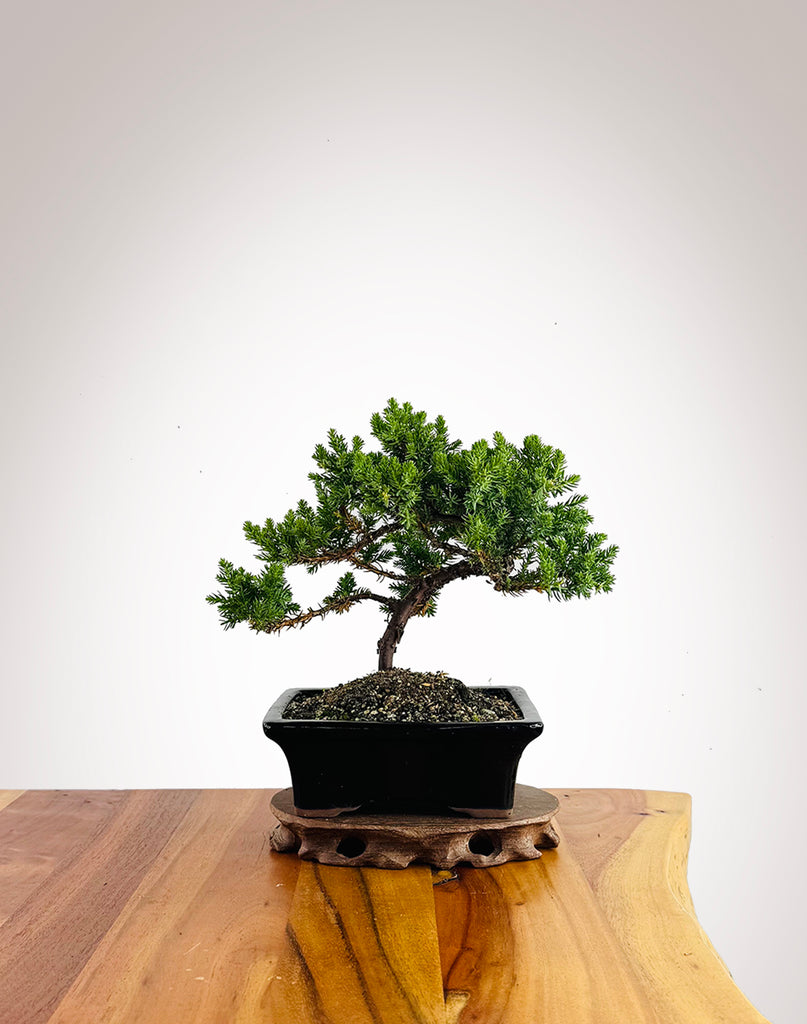 Japanese Juniper (JJ2602026) – MiniGardens Bonsai NZ