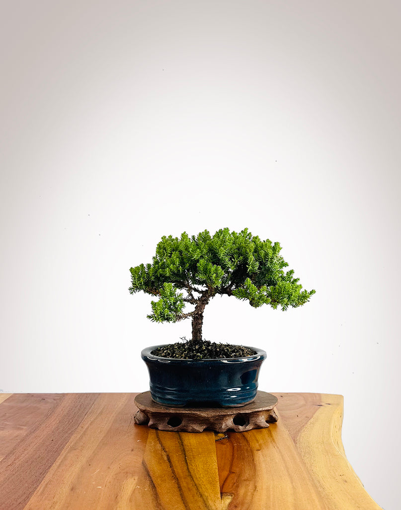 Japanese Juniper (JJ2602027) – MiniGardens Bonsai NZ