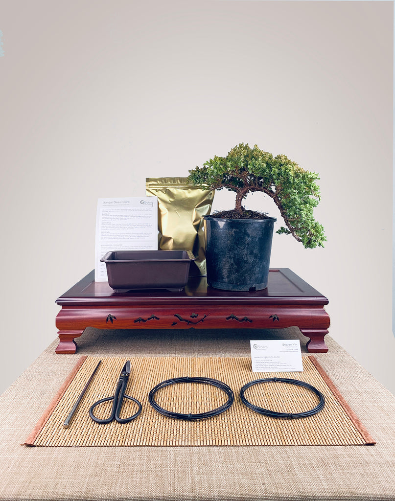 Japanese Juniper DIY KIT – MiniGardens Bonsai NZ