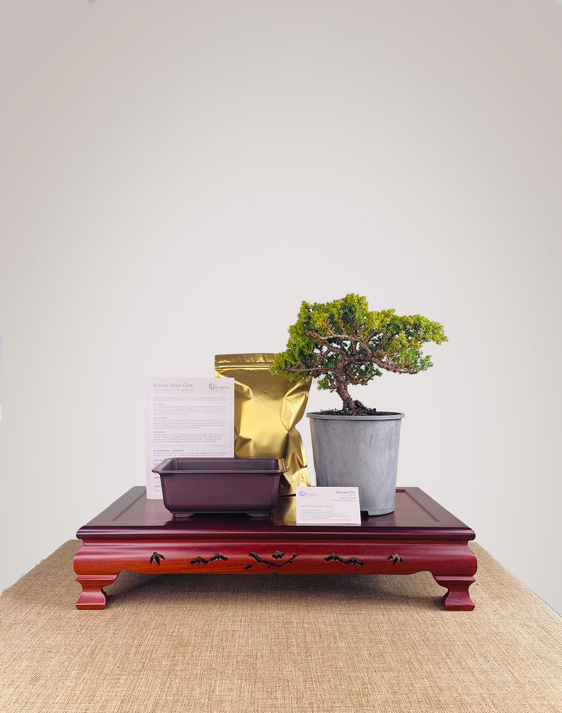 Japanese Juniper DIY KIT (Exclude Tools & Wires) – MiniGardens Bonsai NZ