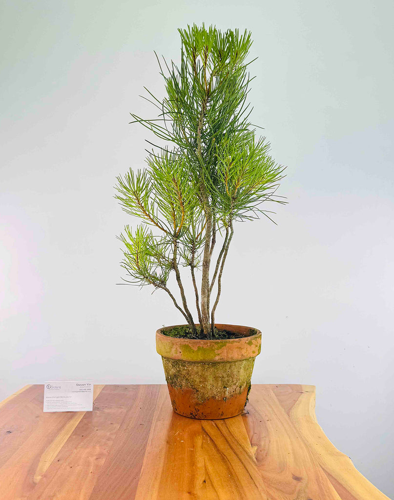 Pine (Clump Style) – MiniGardens Bonsai NZ