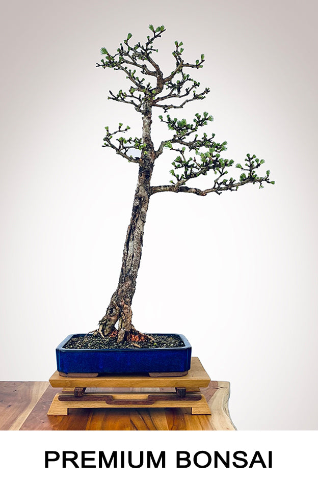 MiniGardens Bonsai NZ | Contact us