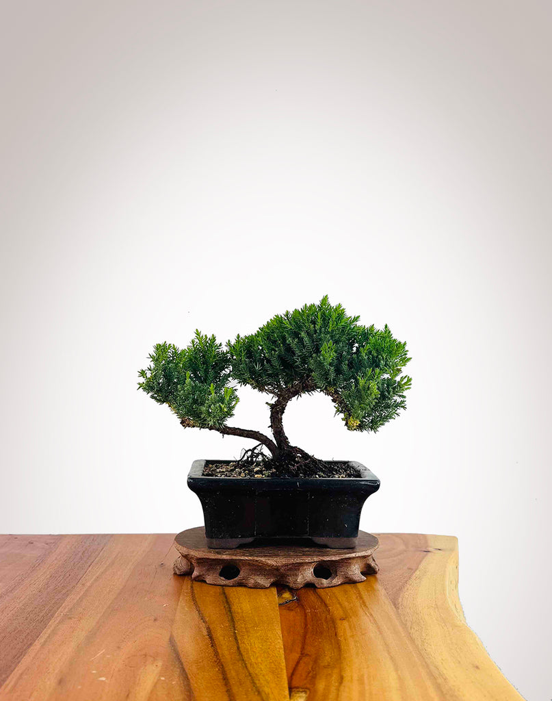 Japanese Juniper 2025X066 – MiniGardens Bonsai NZ