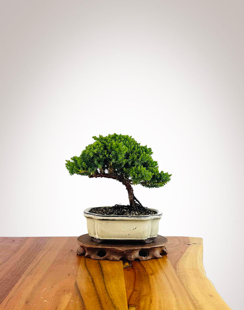 Japanese Juniper 2025X069 – MiniGardens Bonsai NZ