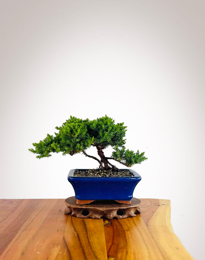 Japanese Juniper 2025X072 – MiniGardens Bonsai NZ