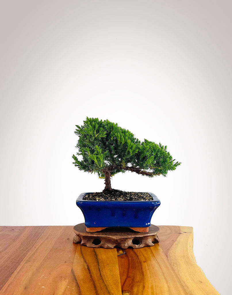 Japanese Juniper 2025X073 – MiniGardens Bonsai NZ