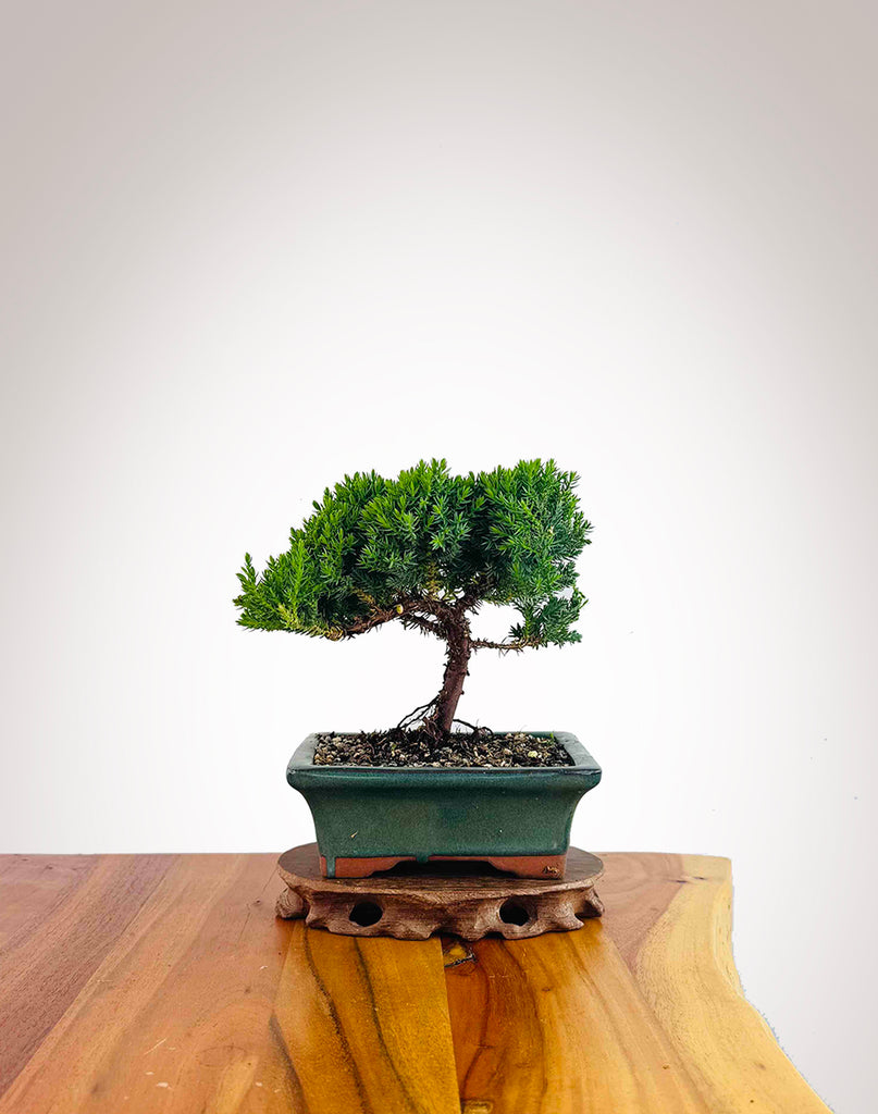 Japanese Juniper 2025X080 – MiniGardens Bonsai NZ
