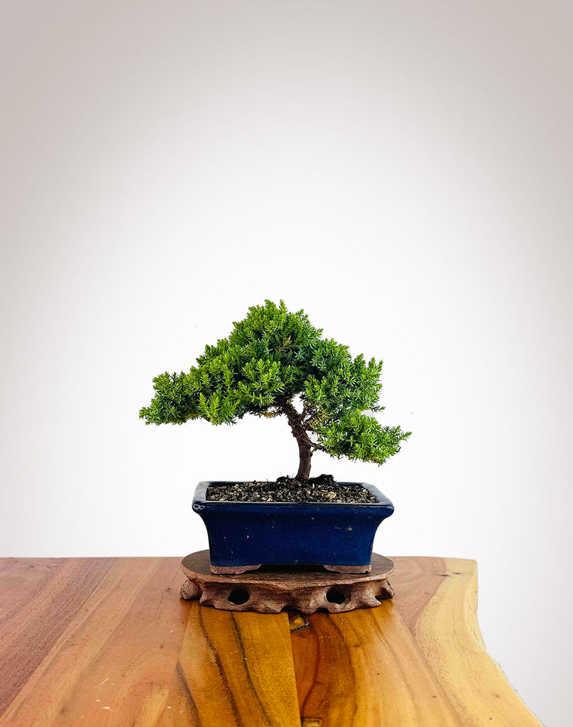 Japanese Juniper 2025X082 – MiniGardens Bonsai NZ