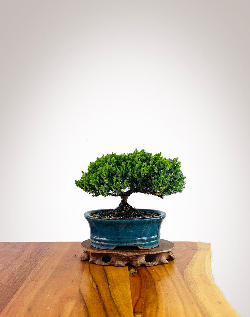 Japanese Juniper 2025X085 – MiniGardens Bonsai NZ