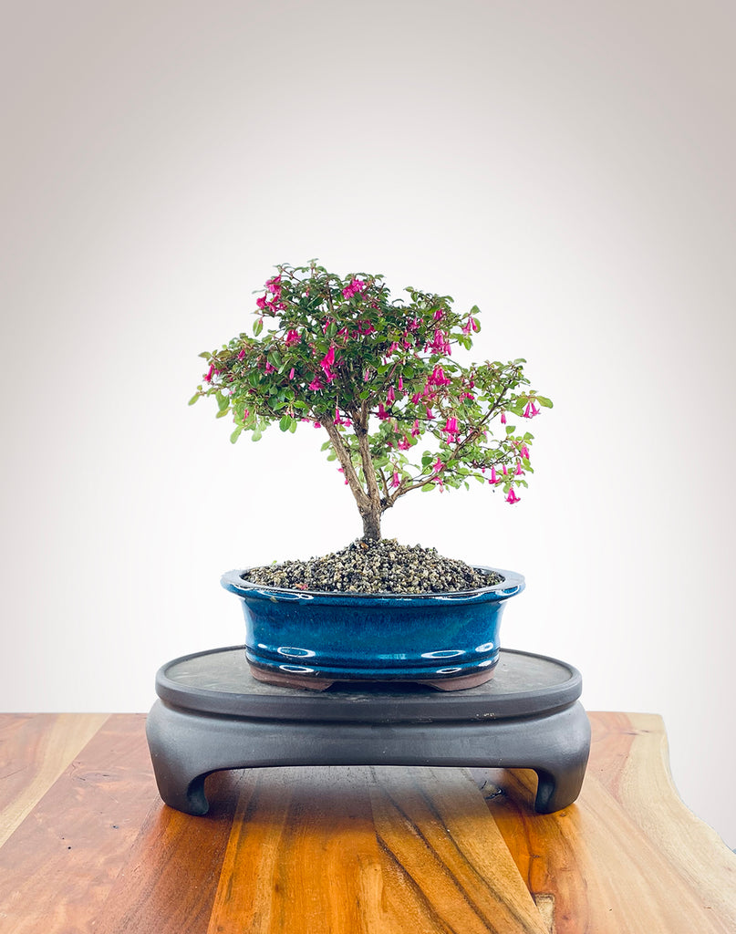 Fuchsia (FU2207003) – MiniGardens Bonsai NZ