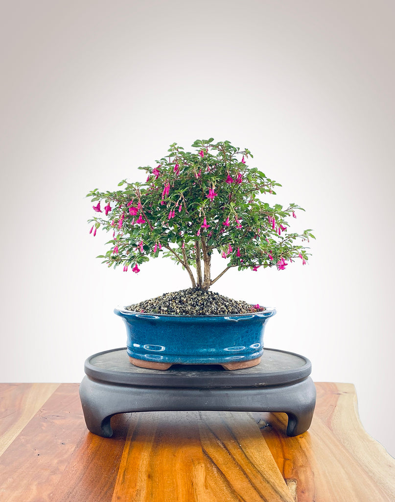 Fuchsia (FU2207004) – MiniGardens Bonsai NZ