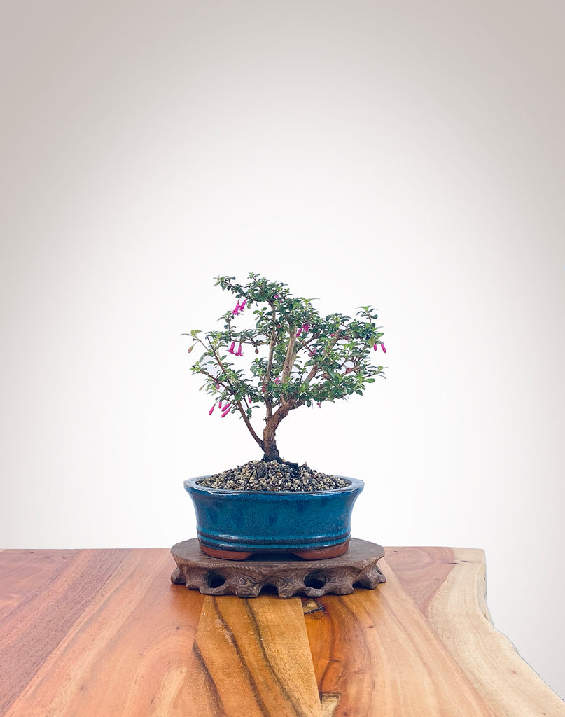 Fuchsia (FU2206002) – MiniGardens Bonsai NZ
