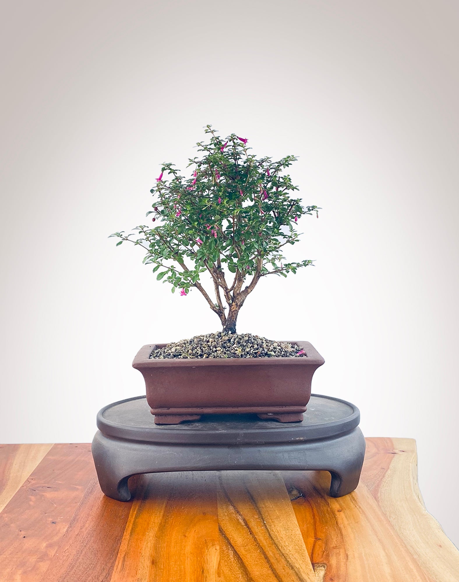 Fuchsia (FU2206011) – MiniGardens Bonsai NZ