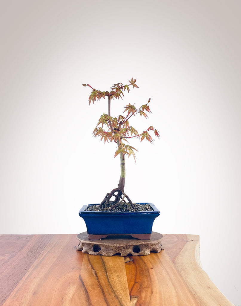 Japanese Maple (JM2210001) – MiniGardens Bonsai NZ