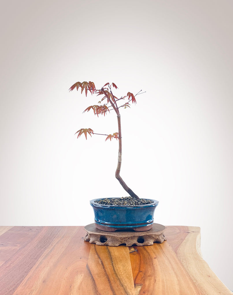 Japanese Maple (JM2210003) – MiniGardens Bonsai NZ