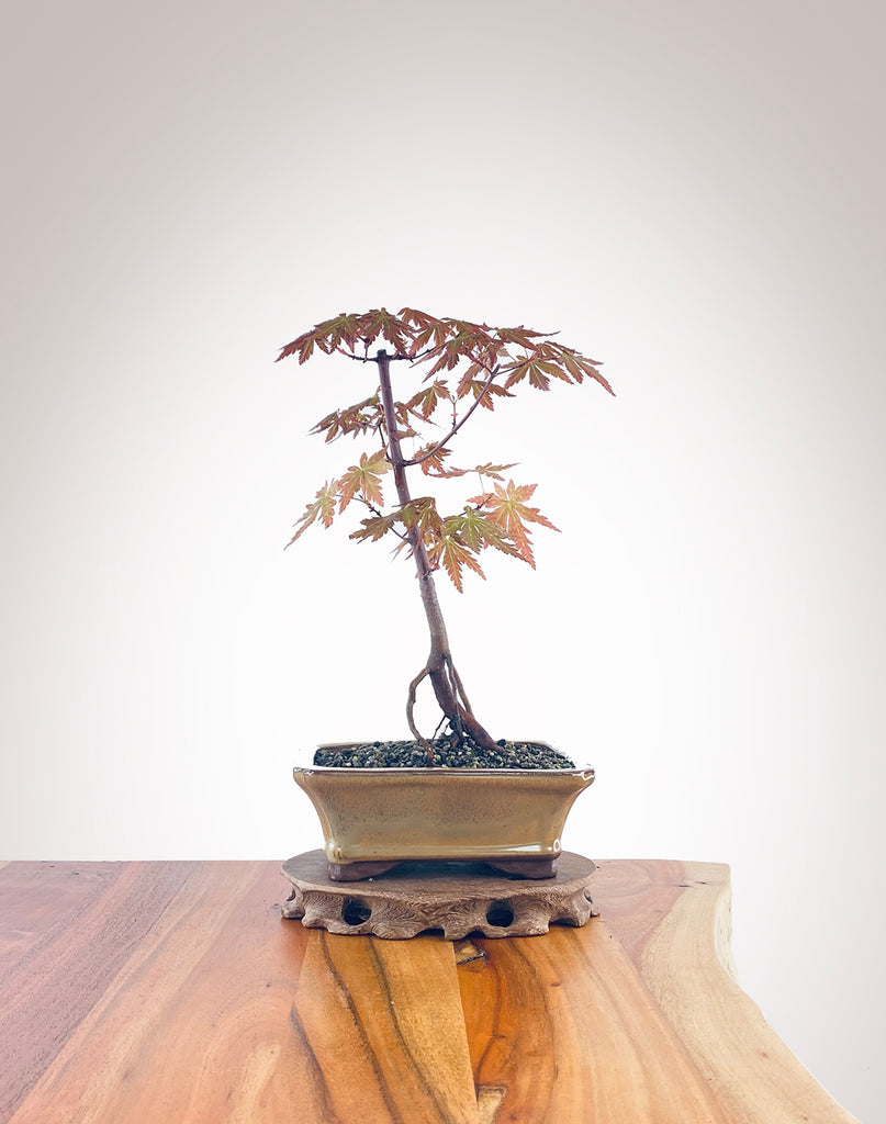 Japanese Maple (JM2210005) – MiniGardens Bonsai NZ
