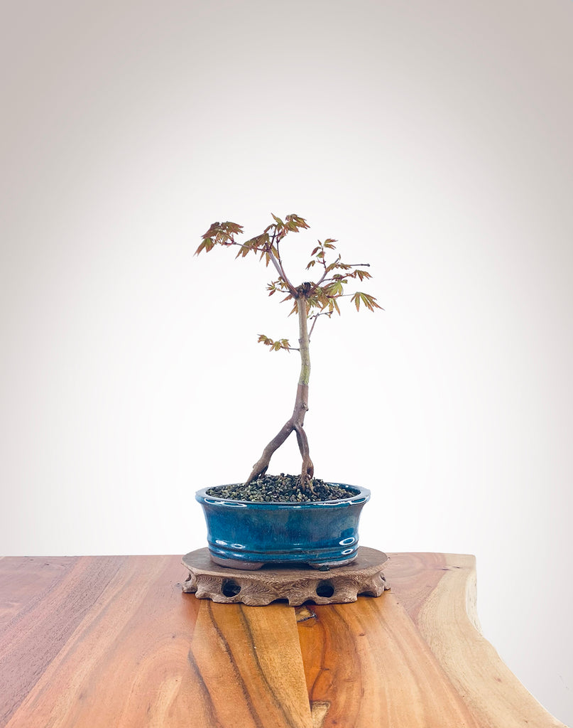 Japanese Maple (JM2210006) – MiniGardens Bonsai NZ