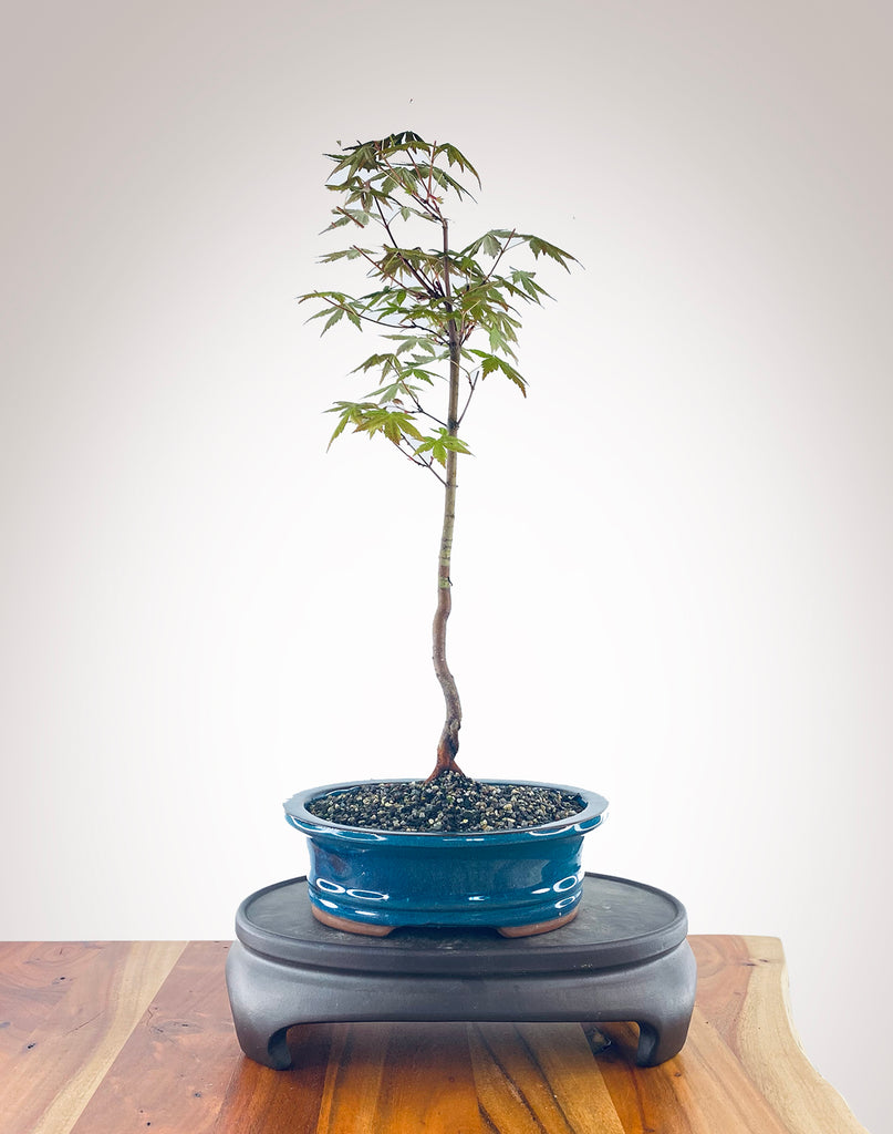 Japanese Maple (JM2210010) – MiniGardens Bonsai NZ