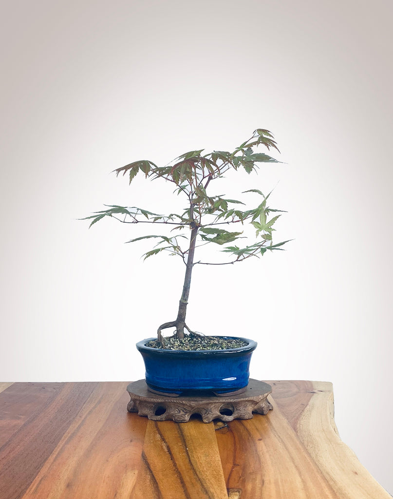 Japanese Maple (JM2210011) – MiniGardens Bonsai NZ