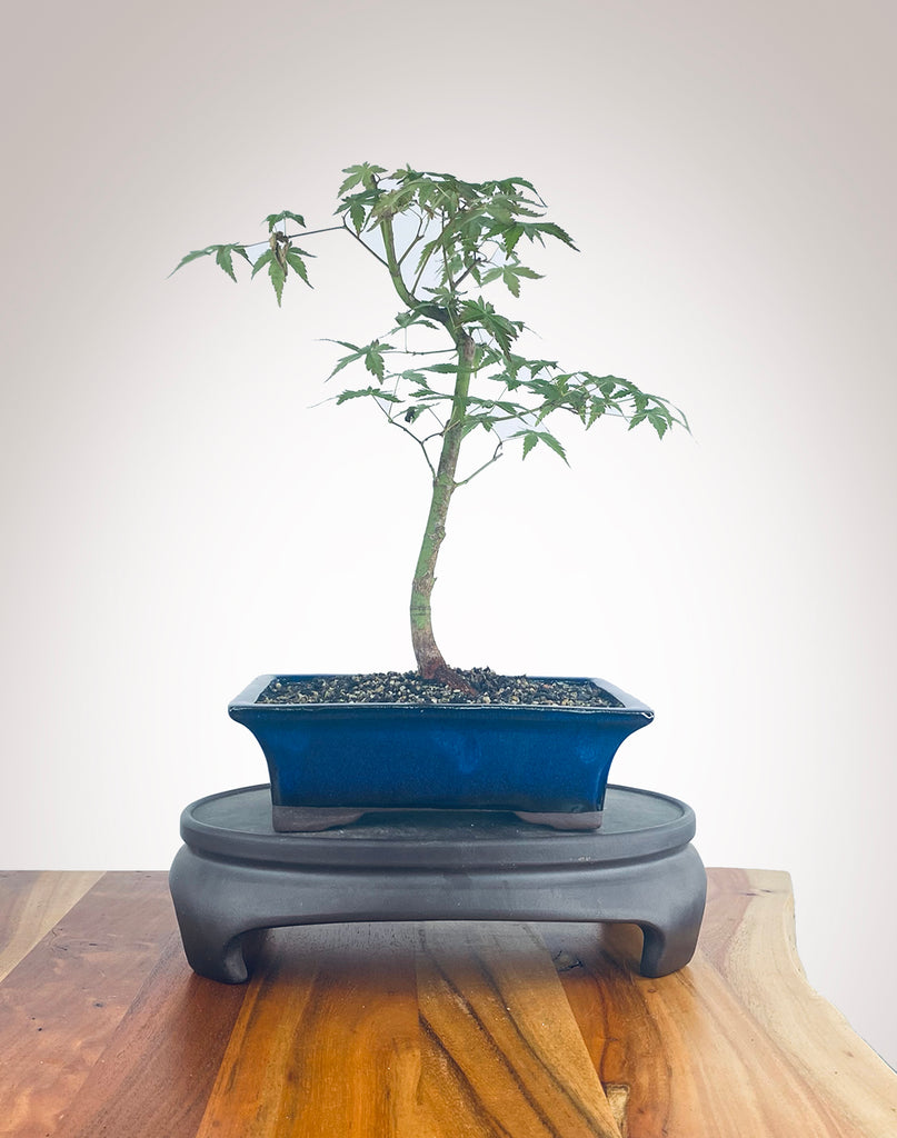 Japanese Maple (JM2210014) – MiniGardens Bonsai NZ