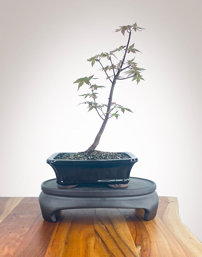 Japanese Maple (JM2210015) – MiniGardens Bonsai NZ