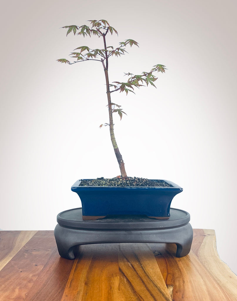 Japanese Maple (JM2210016) – MiniGardens Bonsai NZ