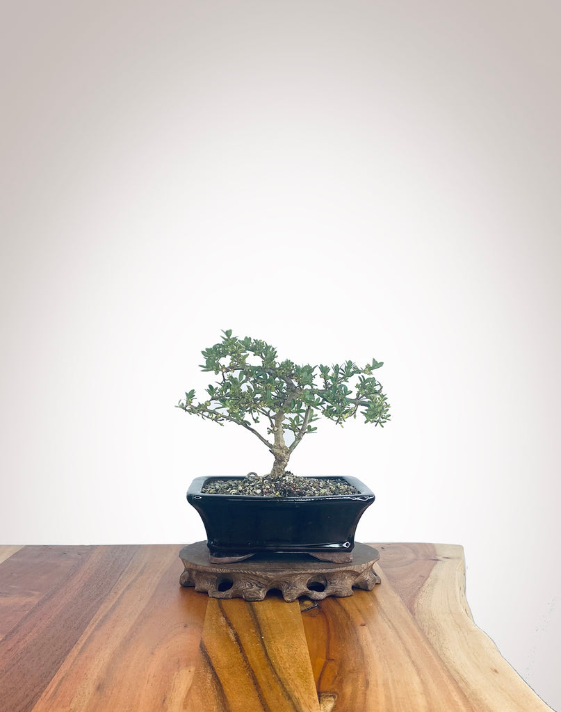 Mirror Tree (MT2210003) – MiniGardens Bonsai NZ