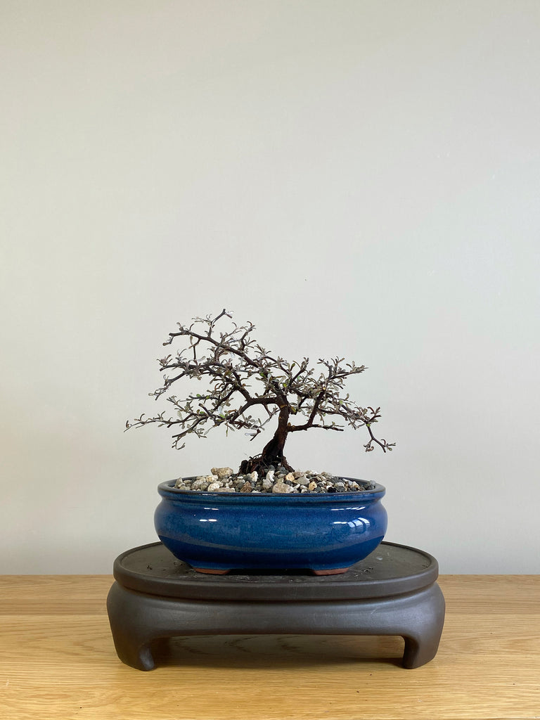 Corokia Bonsai - NZ Native | New Zealand's leading online Bonsai shop ...