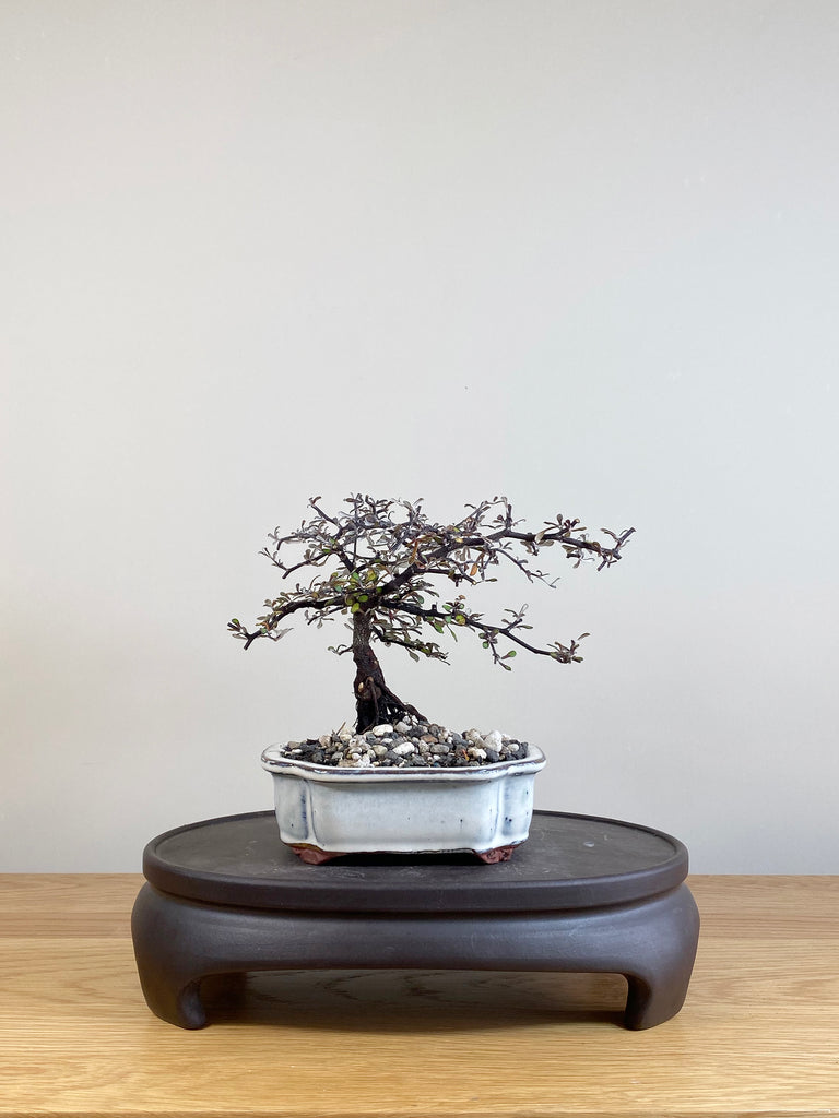 Corokia Bonsai - NZ Native | New Zealand's leading online Bonsai shop ...