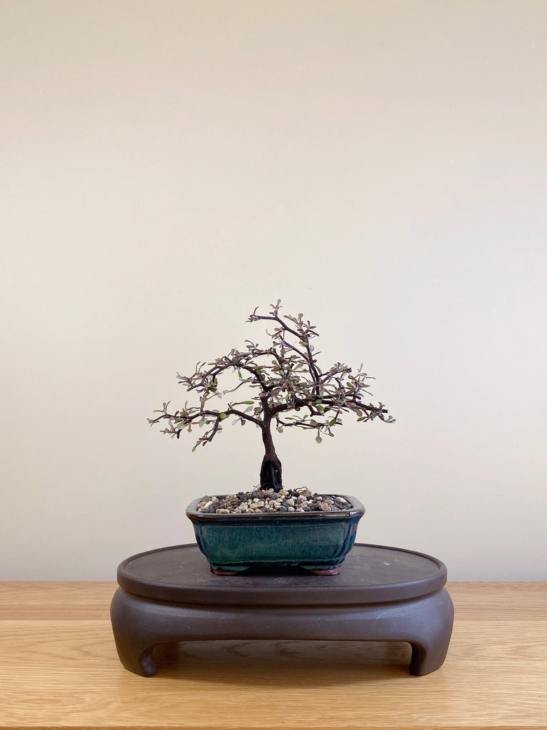 Corokia Bonsai - NZ Native | New Zealand's leading online Bonsai shop ...