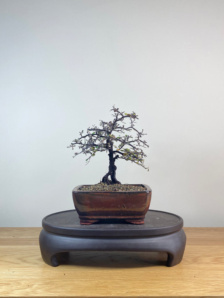 Corokia Bonsai - NZ Native | New Zealand's leading online Bonsai shop ...