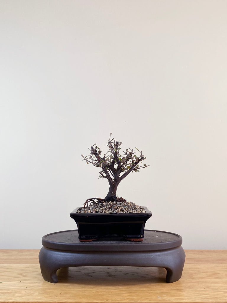 Corokia - NZ Native Bonsai | New Zealand's leading online Bonsai shop ...