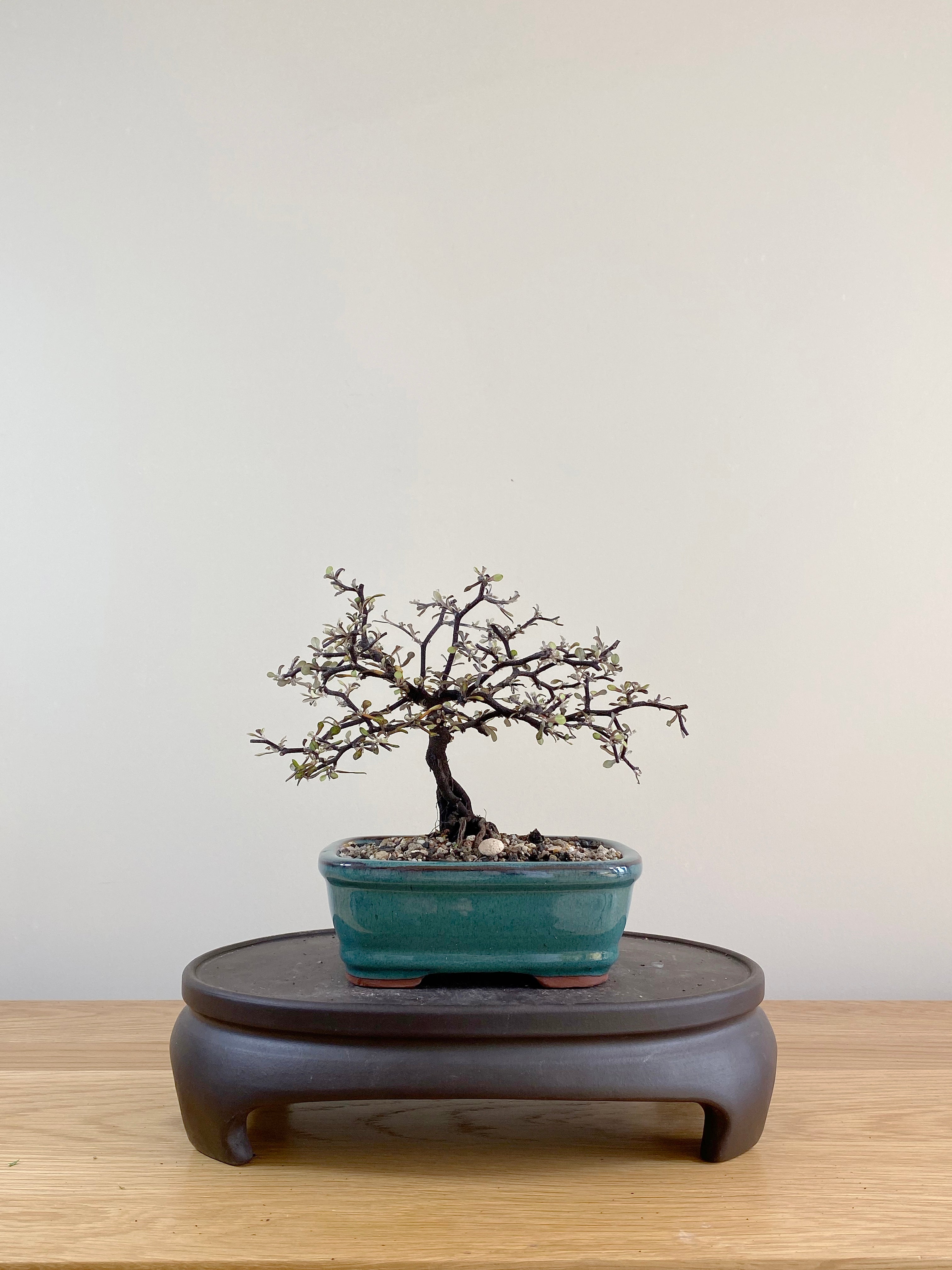Corokia - NZ Native Bonsai | New Zealand's leading online Bonsai shop ...