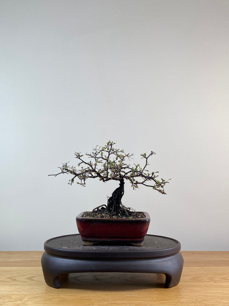 NZ Bonsai - Corokia | New Zealand's leading online Bonsai shop ...