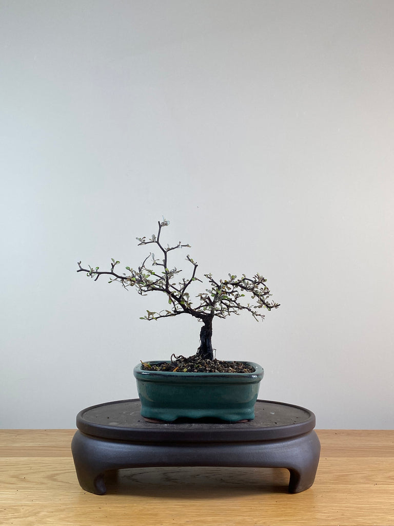 NZ Bonsai - Corokia | New Zealand's leading online Bonsai shop ...